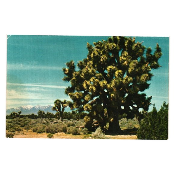 Royal Pictures | Accents | Vintage Postcard Joshua Tree Yucca Lily ...